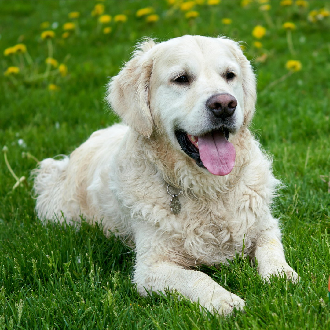 Blur Background Using Ai Instant Photo Blur Background Tool