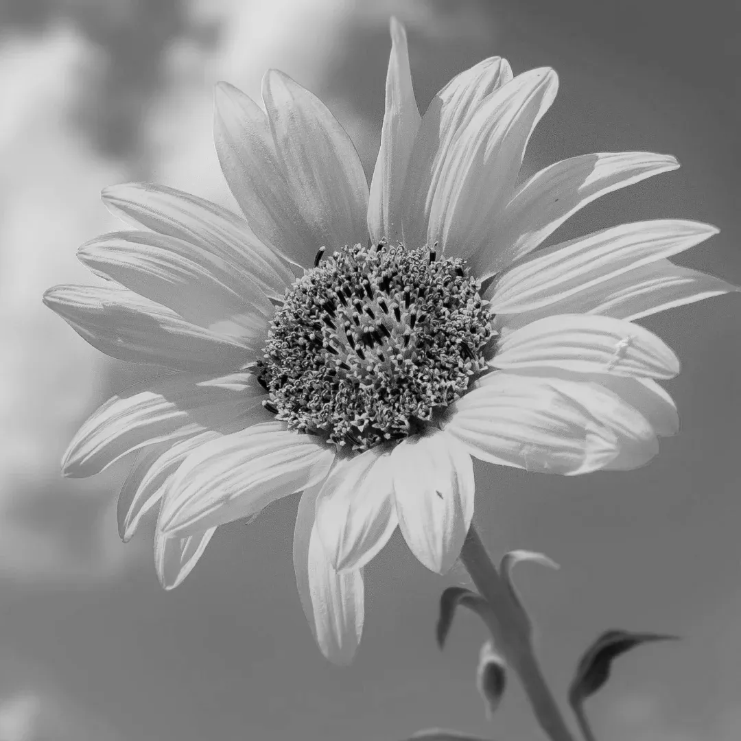 64a69a7a93cff570a6777a77